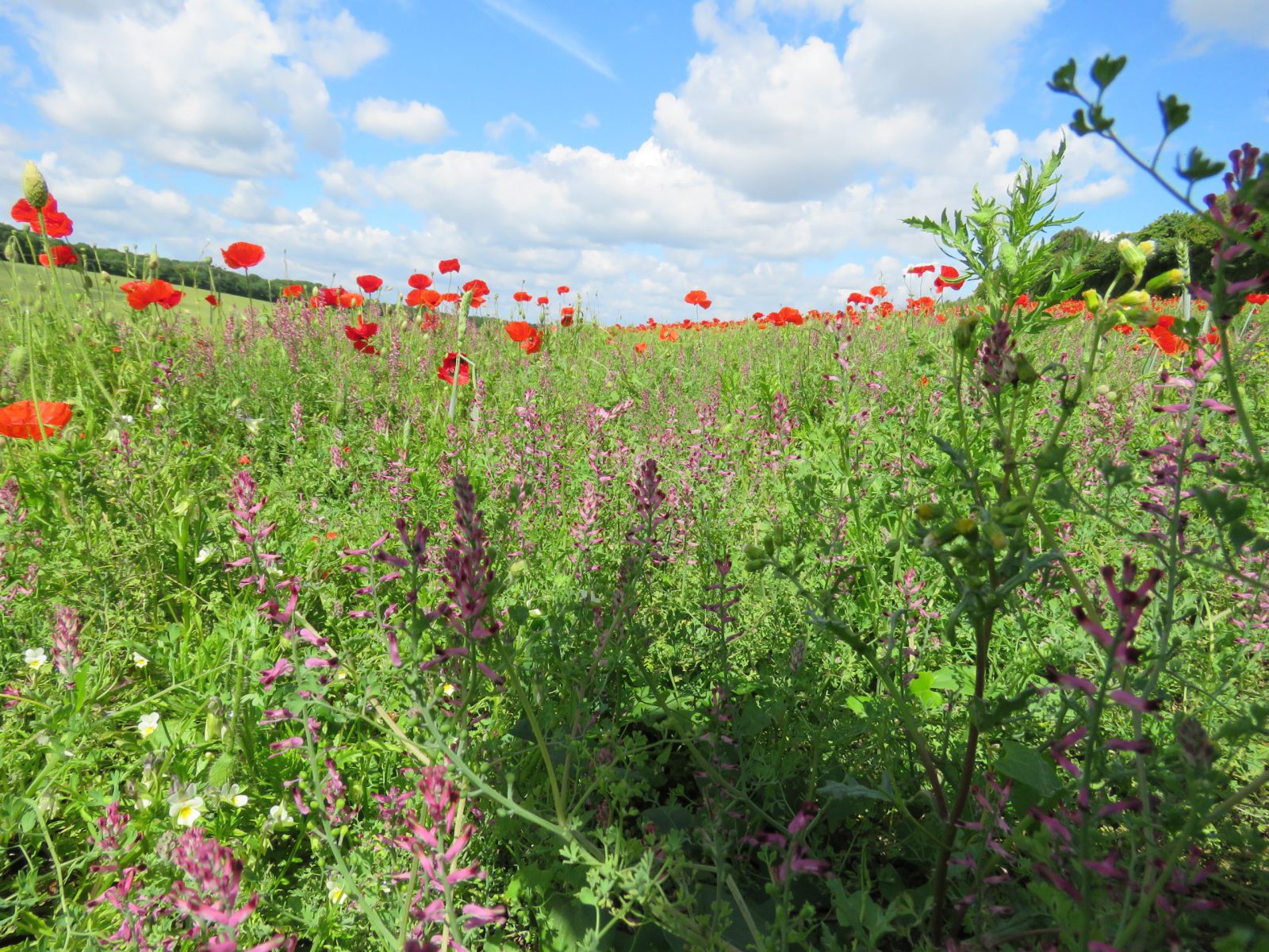 Sustainable Farming Incentive – Wilson Wraight